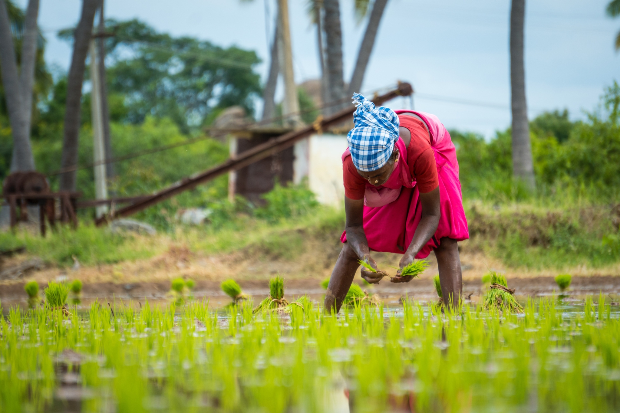 What’s the impact of modern rice farming in Nigeria? - 60 Decibels