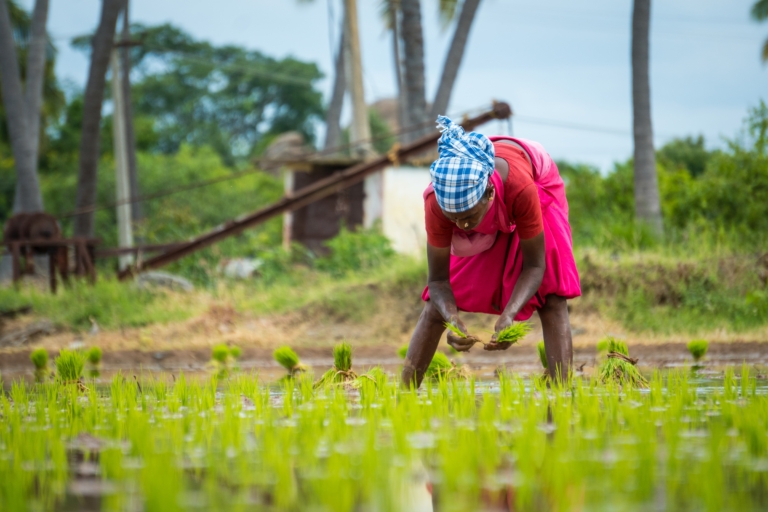 What’s the impact of modern rice farming in Nigeria? - 60 Decibels